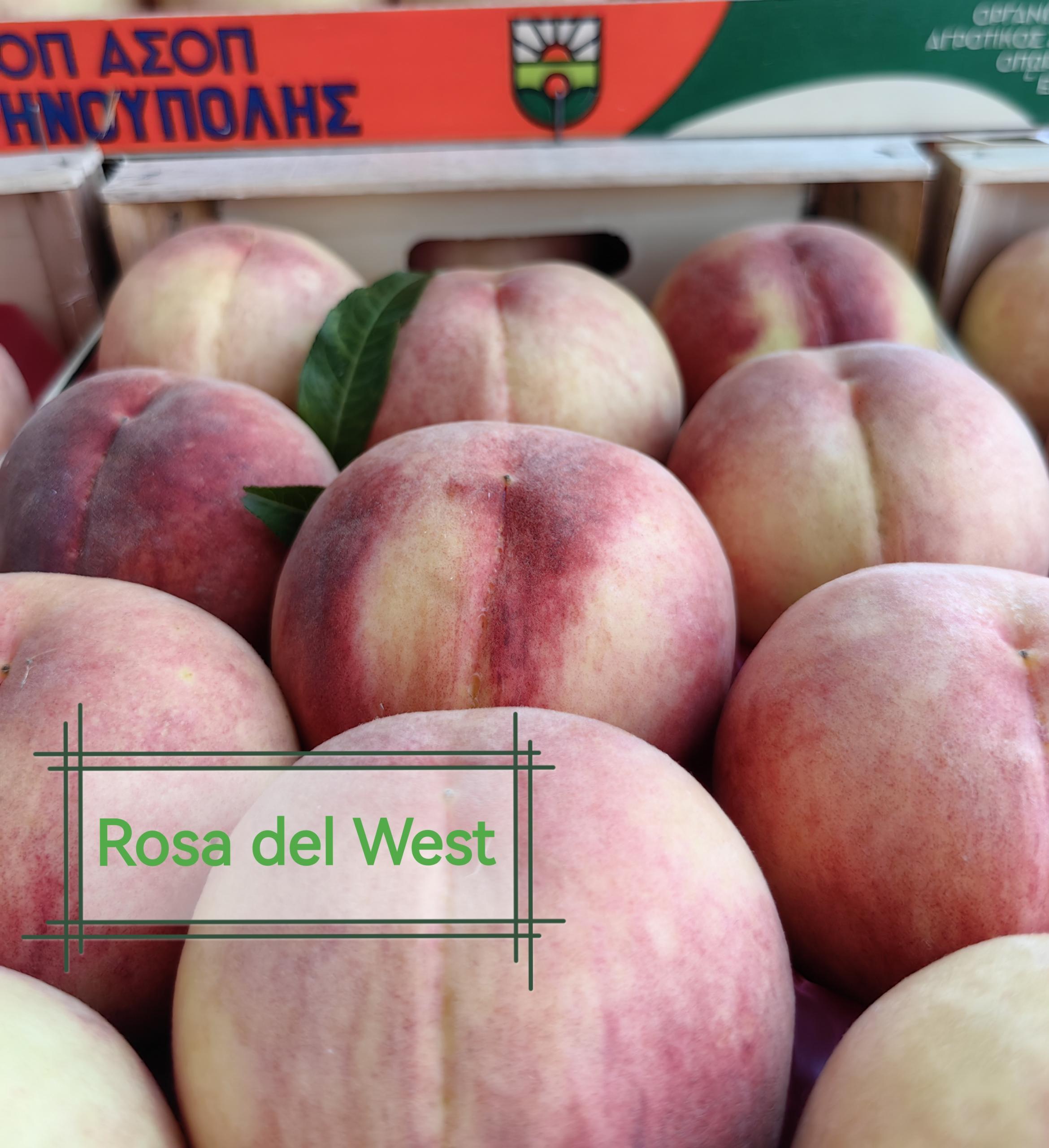 Rosa del West - Asop Eirinoupolis